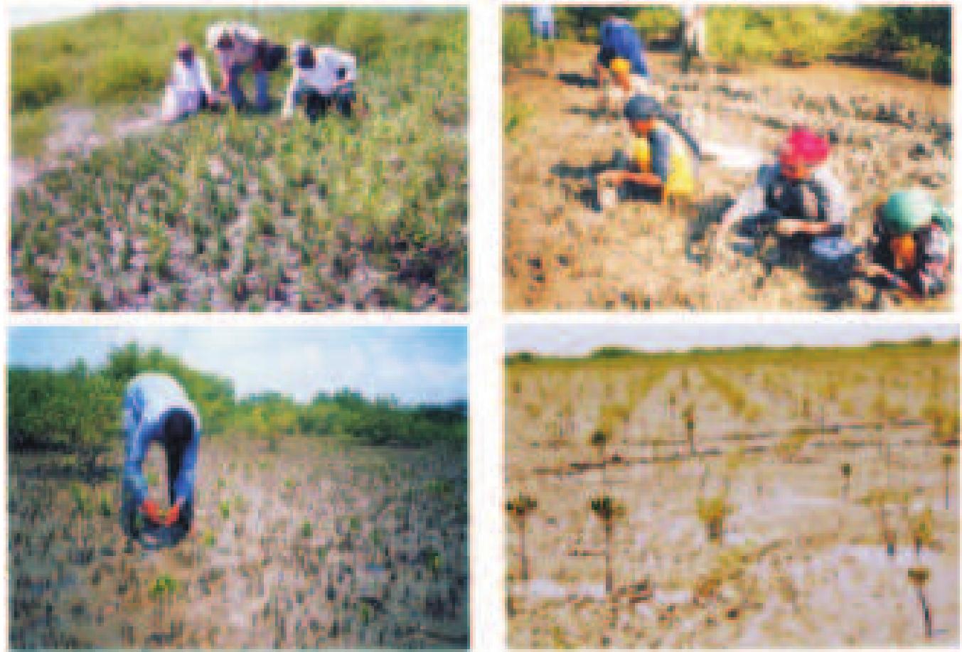 Photographs showing mangrove plantation being done at