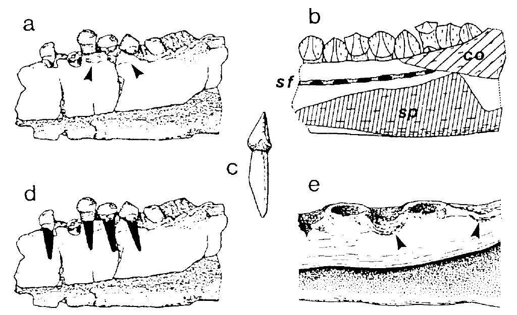 - comparative diagrams of mandible structure. a),