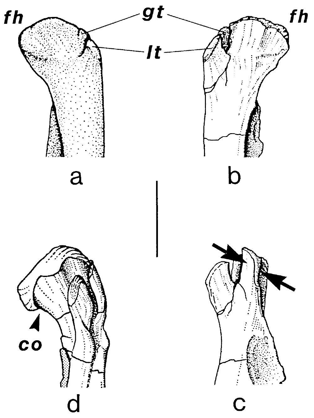 - fabrosaurus australis, proximal part of femur. a) lef