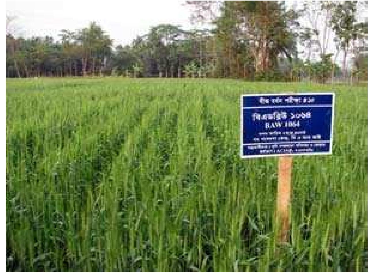 Figure 6 - Beds or flat-planting for southern wheat crops