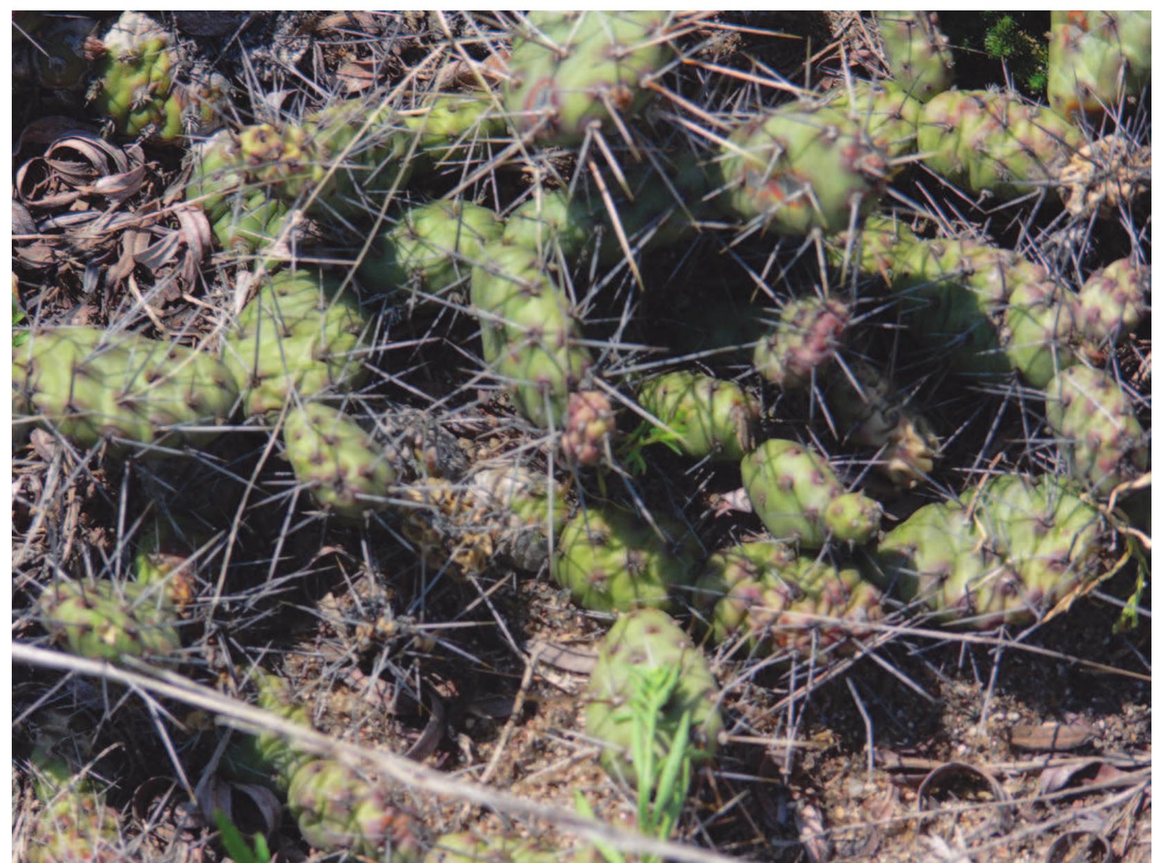 A typical opuntia fragilis plant at lost mound. photo by
