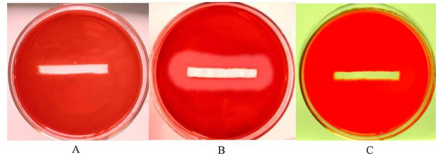 Cgtase cyclization activity assay by the phenolphthalein