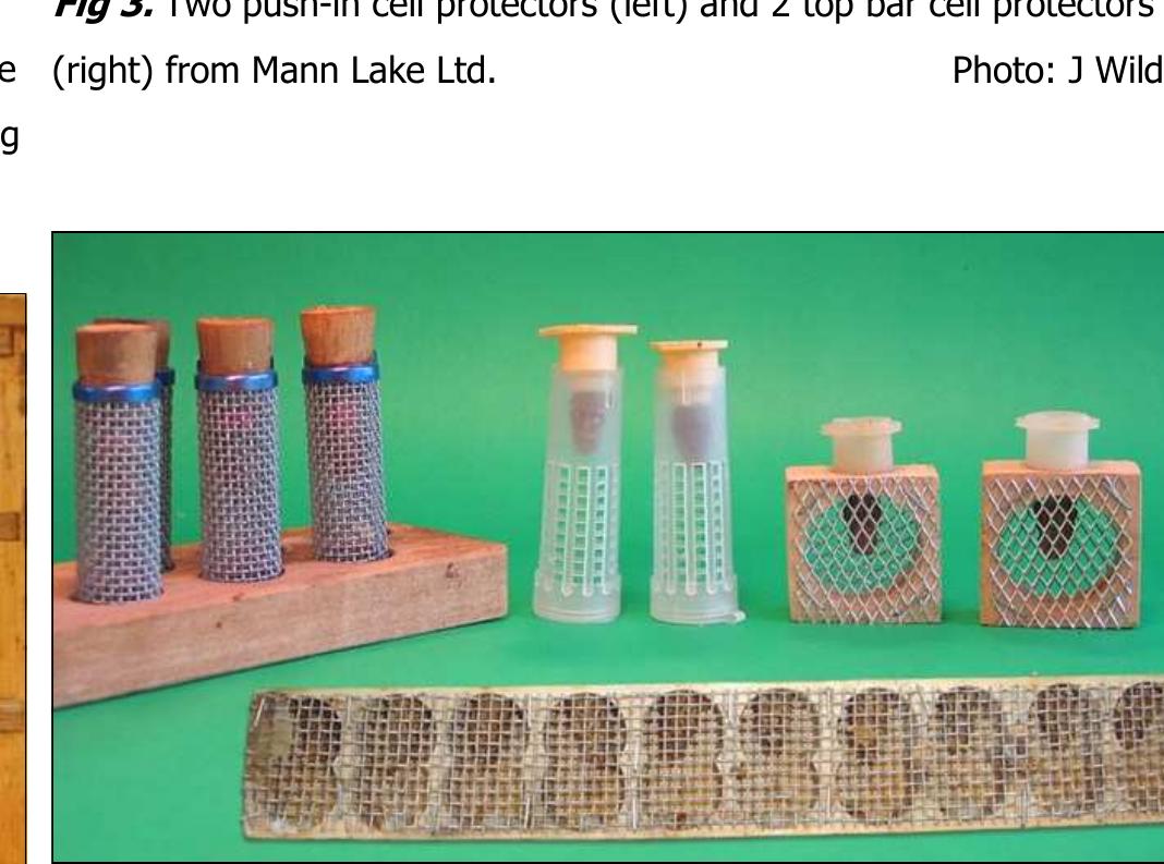 Queen cells protected by 3 types of cages (from left: iron,