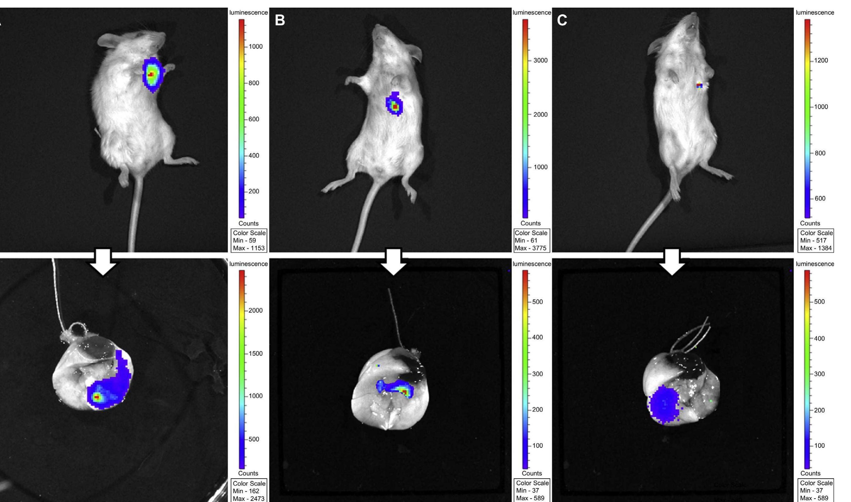 Bioluminescent imaging of b6 albino mice injected with