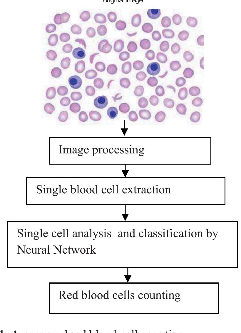 Figure 1 - RED BLOOD CELLS EXTRACTION AND COUNTING IEEE