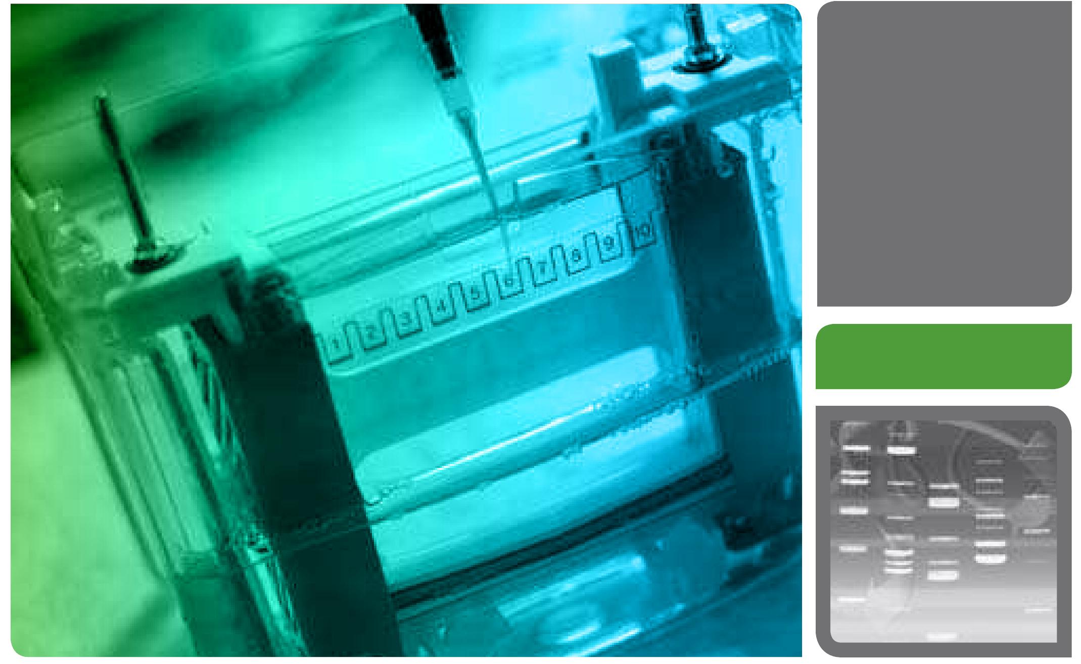 (PDF) A Guide to Polyacrylamide Gel Electrophoresis and Detection