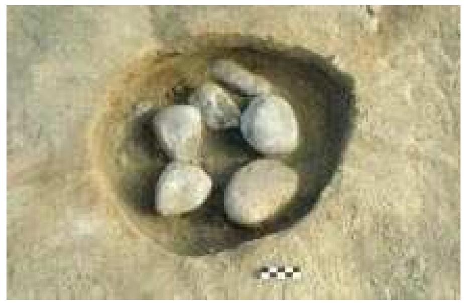 Figure 9 - from Mehrgarh Neolithic Mehrgarh Neolithic