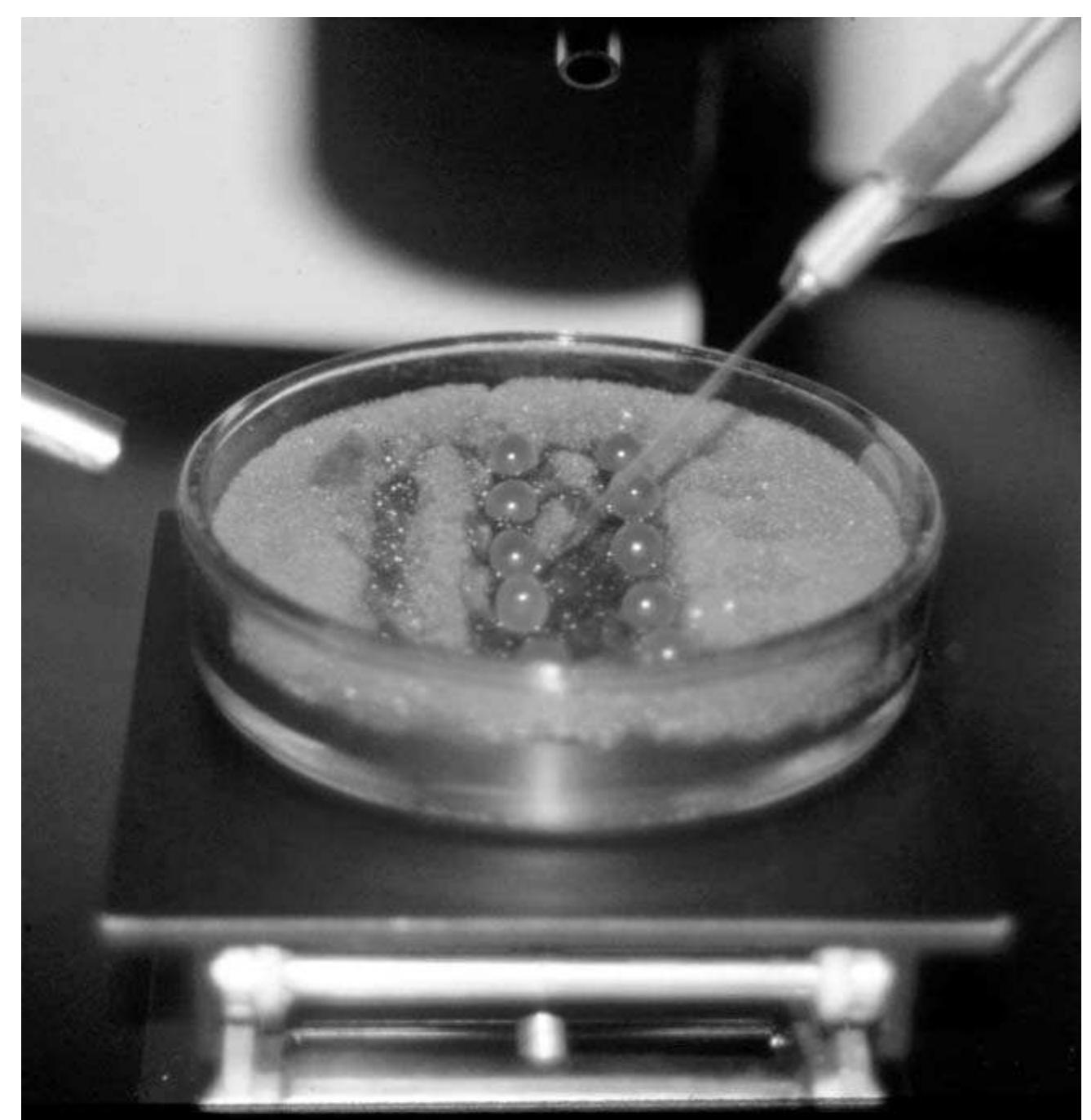 1. microinjection of dna into salmon eggs. (photograph by