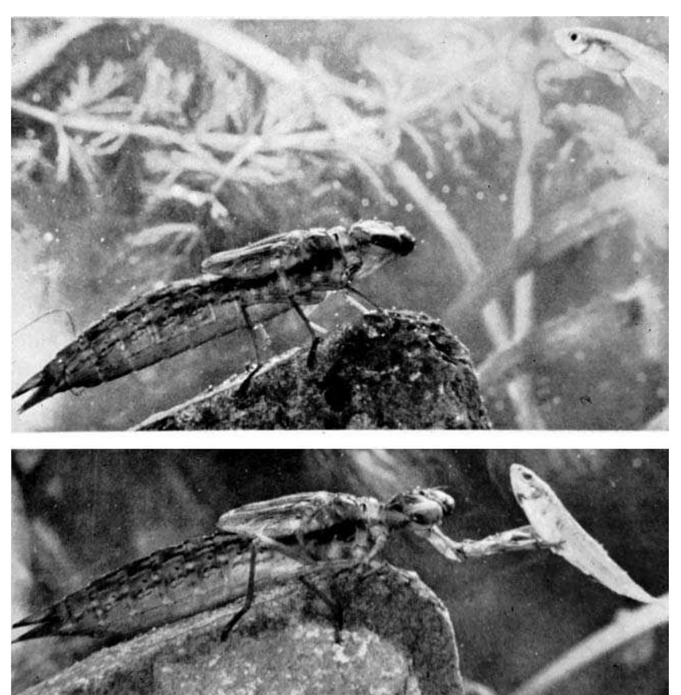1. dragonfly predation on young fish. most fish in the