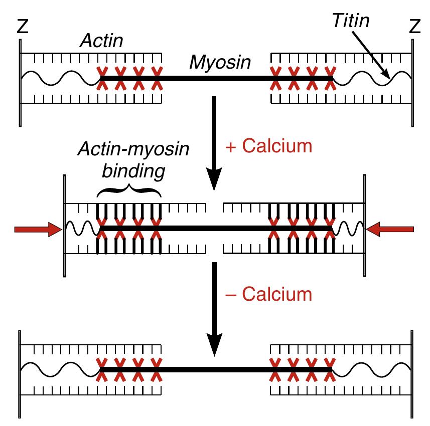 -4 sarcomere shortening and the sliding filament theory.