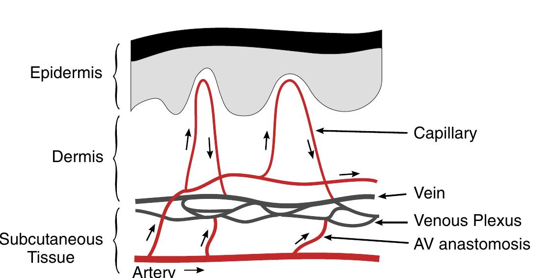 -14 anatomy of the cutaneous circulation. arteries within
