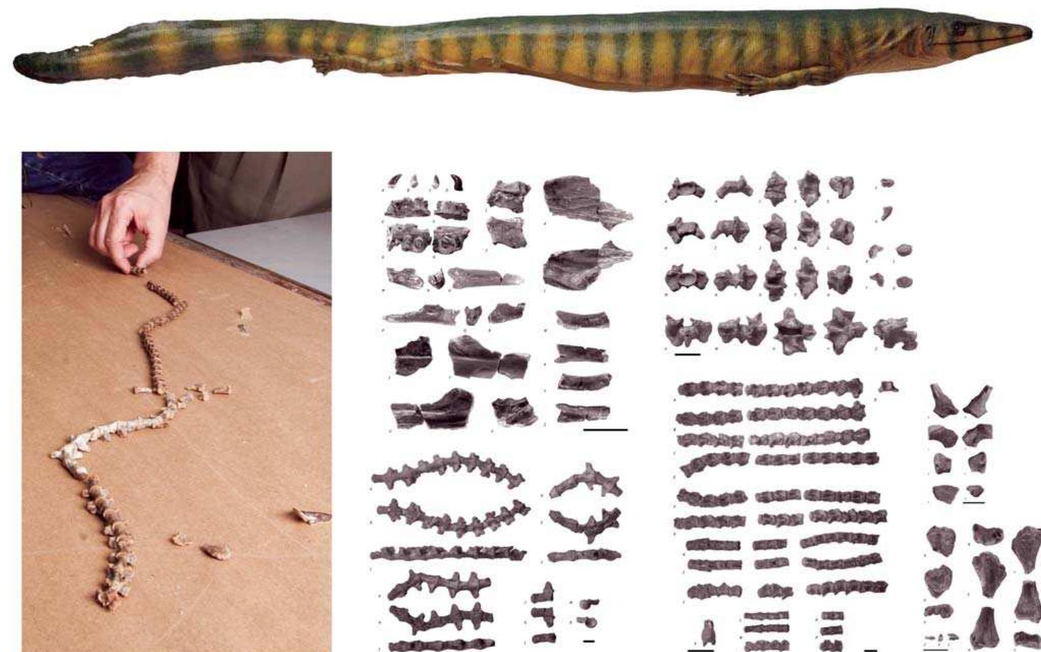 Dallasaurus turneri, a primitive-limbed mosasaur from the