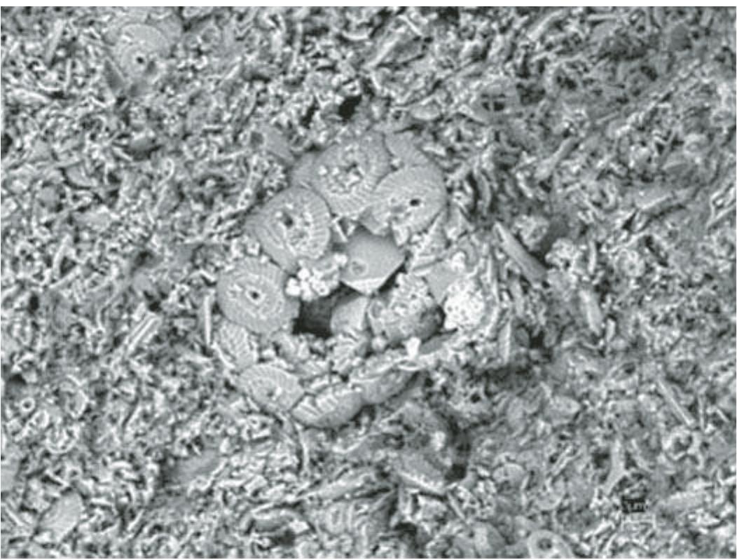 Scanning electron microscope image of coccoliths from the