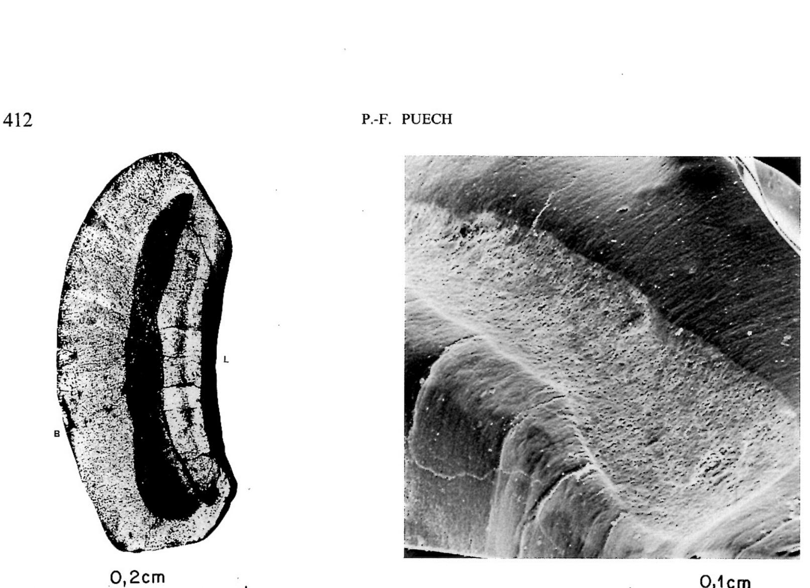 Fic. 17. — photonic transmitted light and scanning