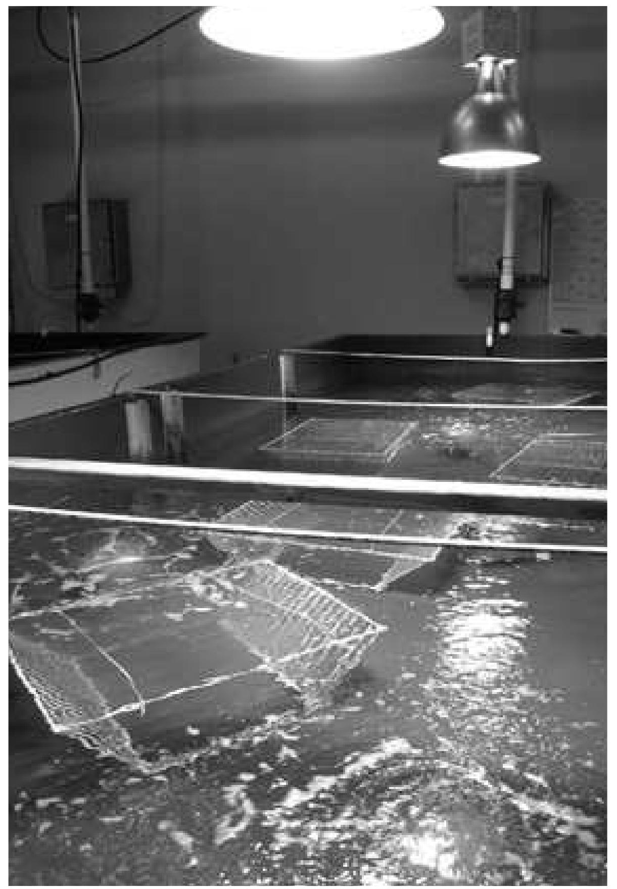 Preparation of nursery tank includes inoculation with