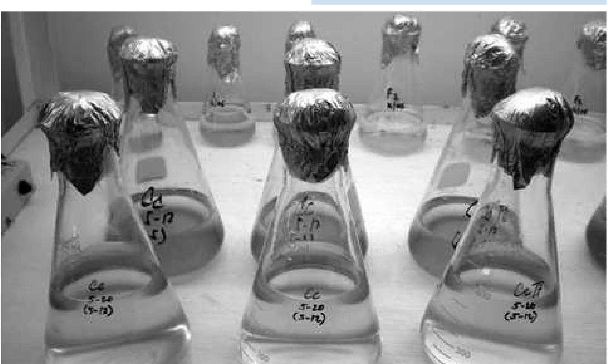 Stock cultures of algae in erlenmeyer flasks.