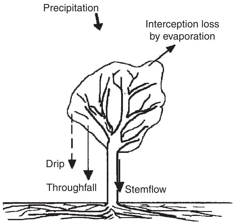 T-9 diagram of the interception process or throughfall