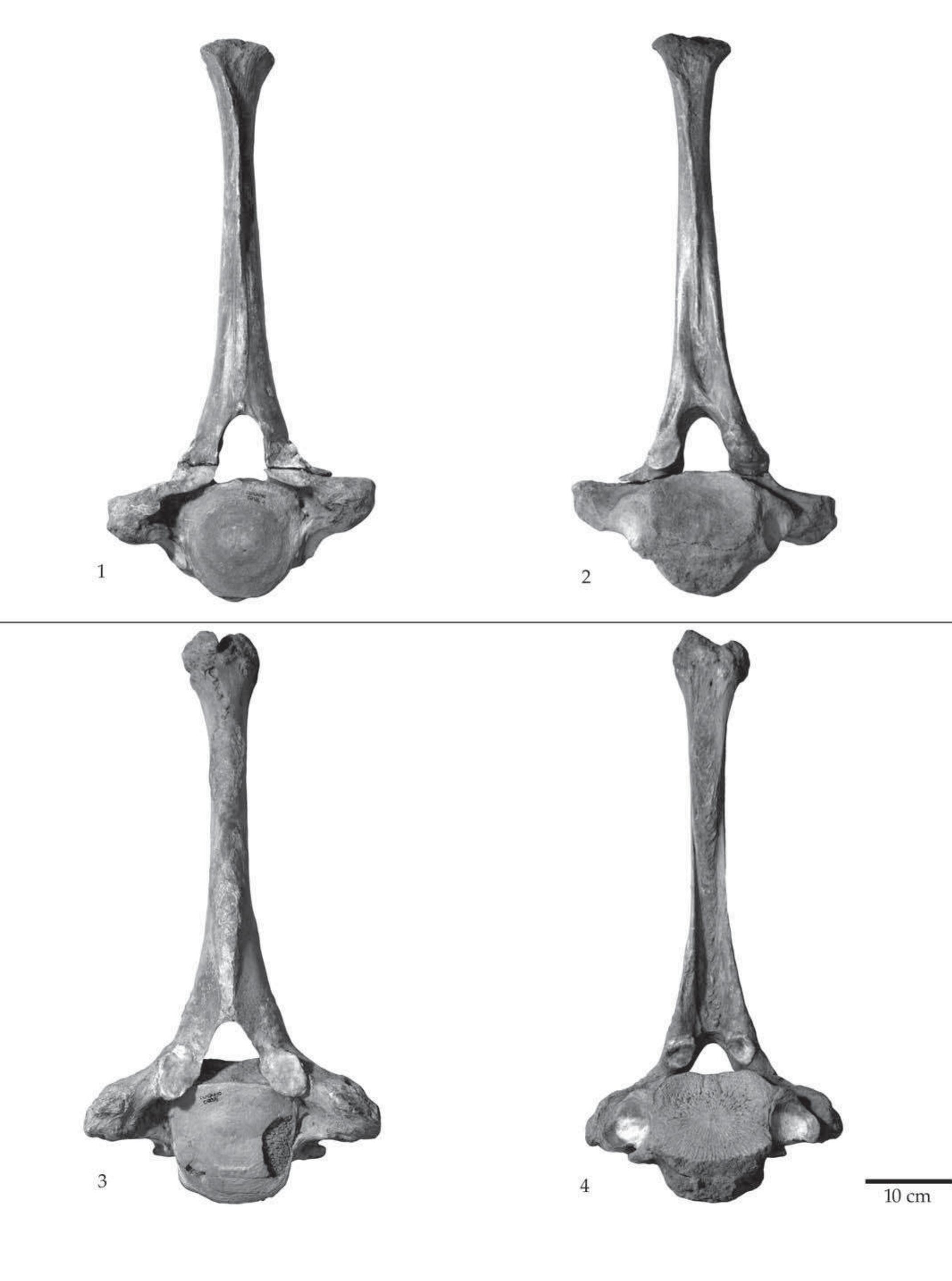 Figure 16 - Comparative osteology of Late Pleistocene mamoth