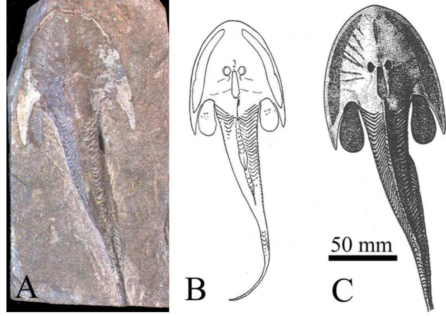 Dorsal views of cephalaspis lyelli