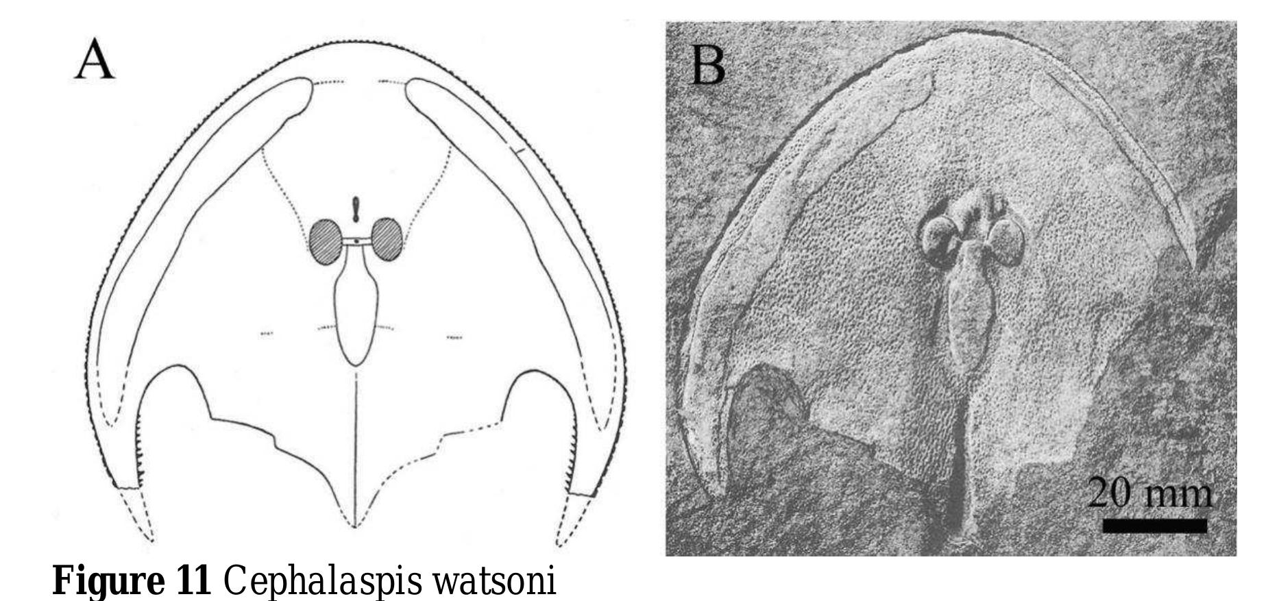 Cephalaspis watsoni stensio, 1932 this species was raised by