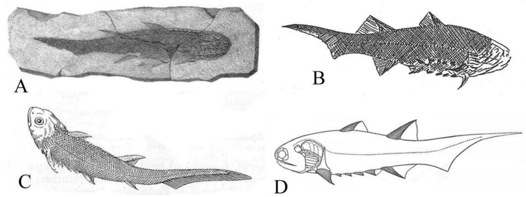 Drawings of brachyacanthus scutiger