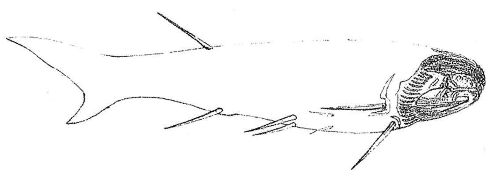 Egerton’s line drawing of mesacanthus mitchelli