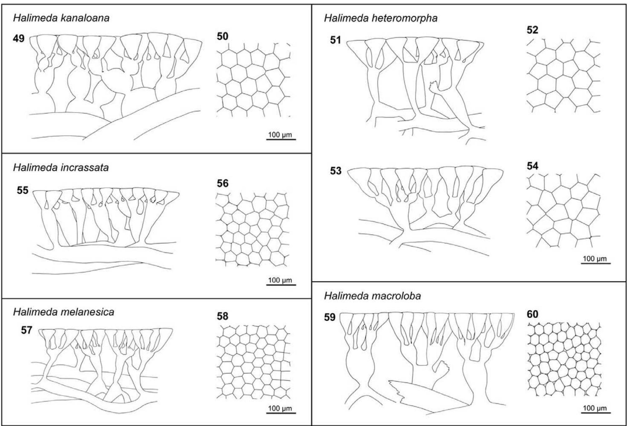 S 49-60. cortical features in cross-section and surface