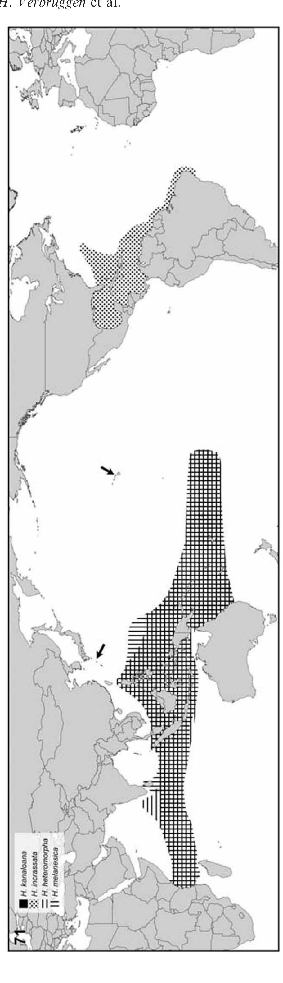 Figure 12 - Phylogeny and taxonomy of Halimeda incrassata,