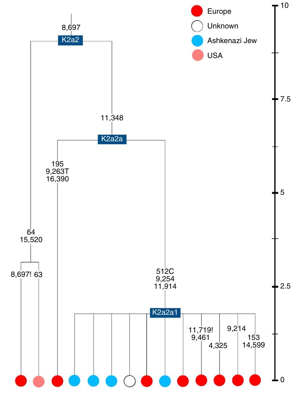 | phylogenetic tree of haplogroup k2a2. time scale (ka)
