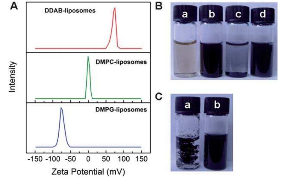 (a) zeta potential of ddab-liposome, dmpg-liposome and