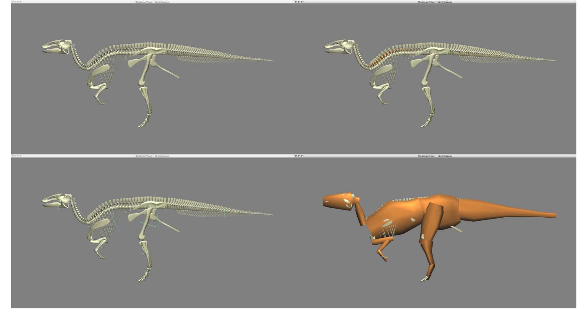 Reconstructing the edmontosaurus skeleton. tl