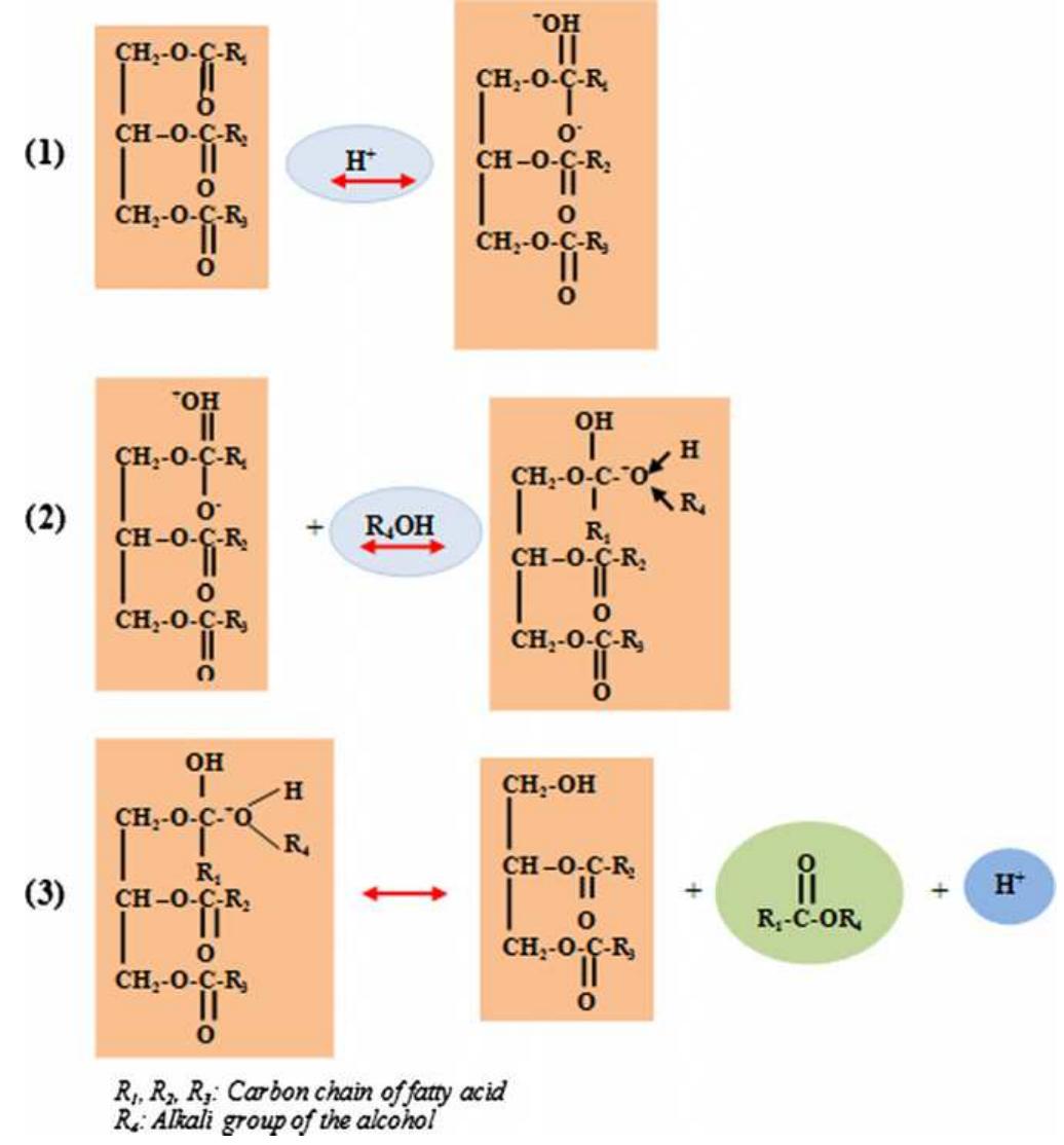 Reaction mechanism of homogeneous acid catalyzed