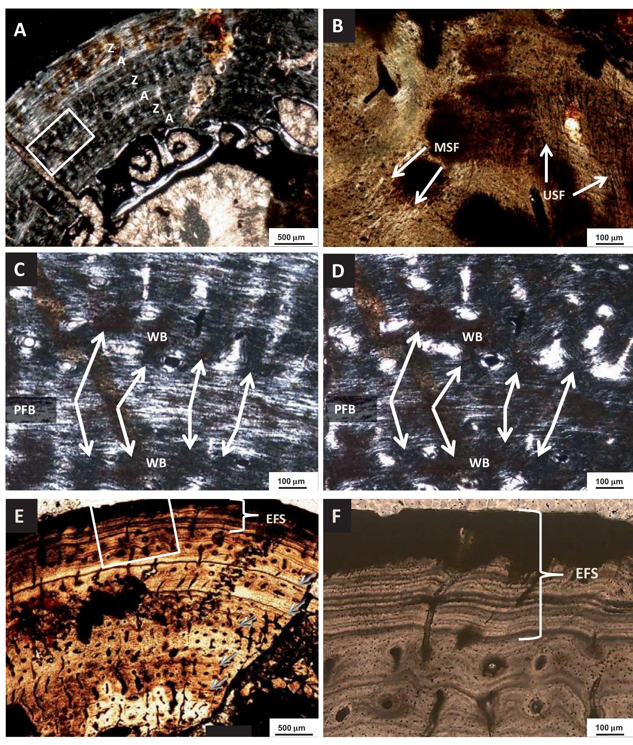 Histology of dimetrodon natalis femora from the briar creek