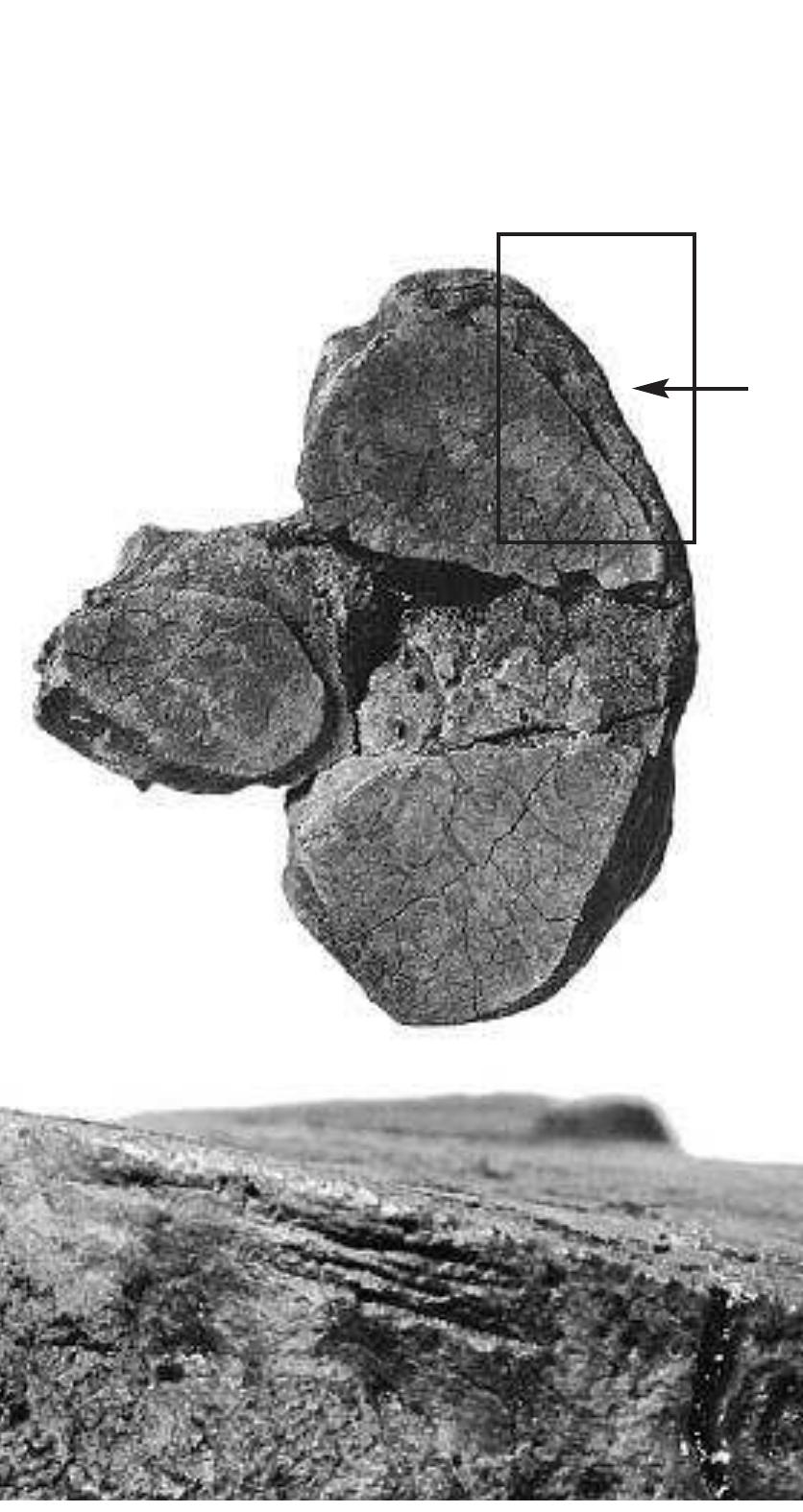 5.19: dismembering cut marks on the dorsal ridge of a horse