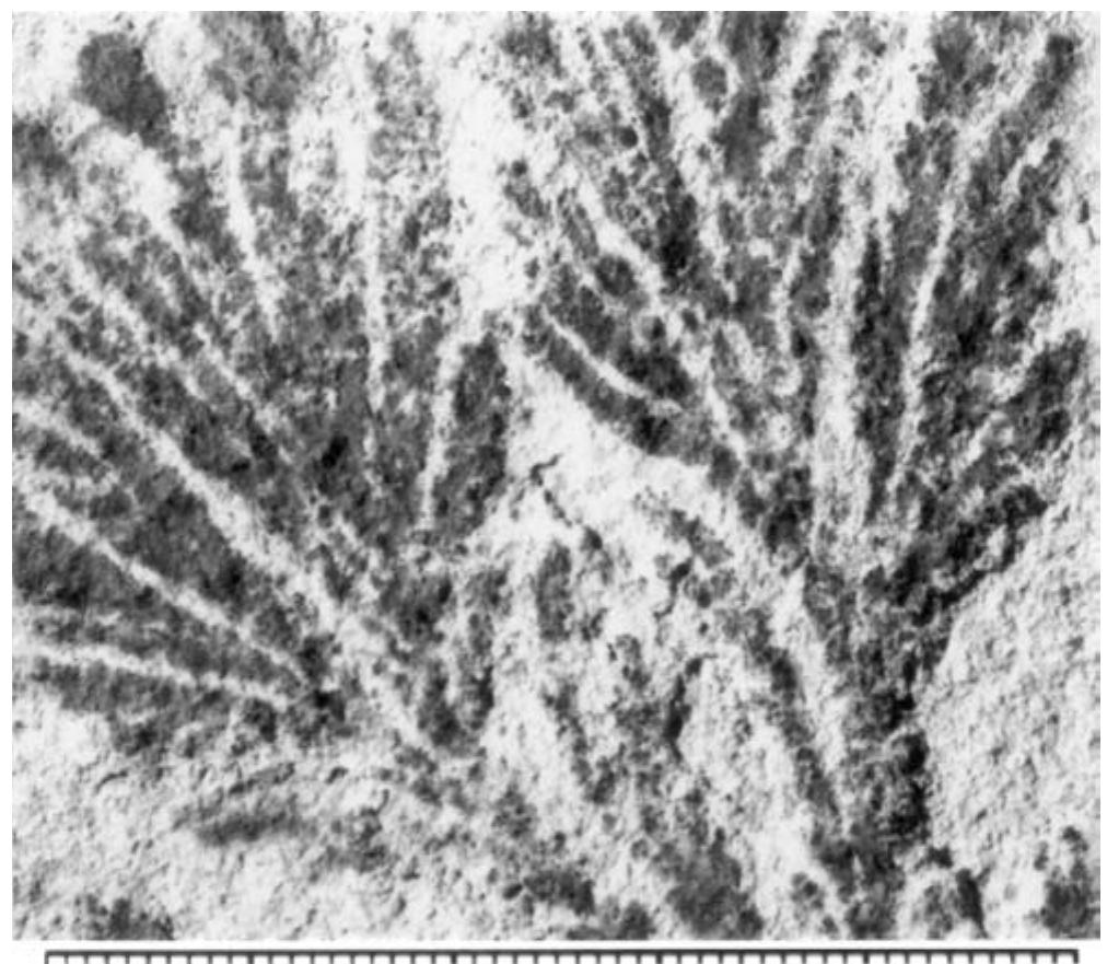 67 dendrites — patterns looking like leaves but produced by