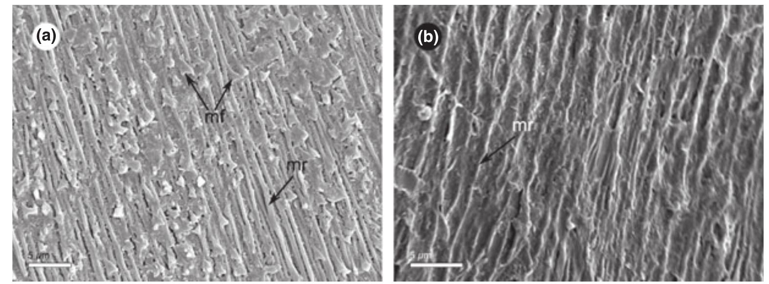 Examples of microfringes and microridges in two unionoid