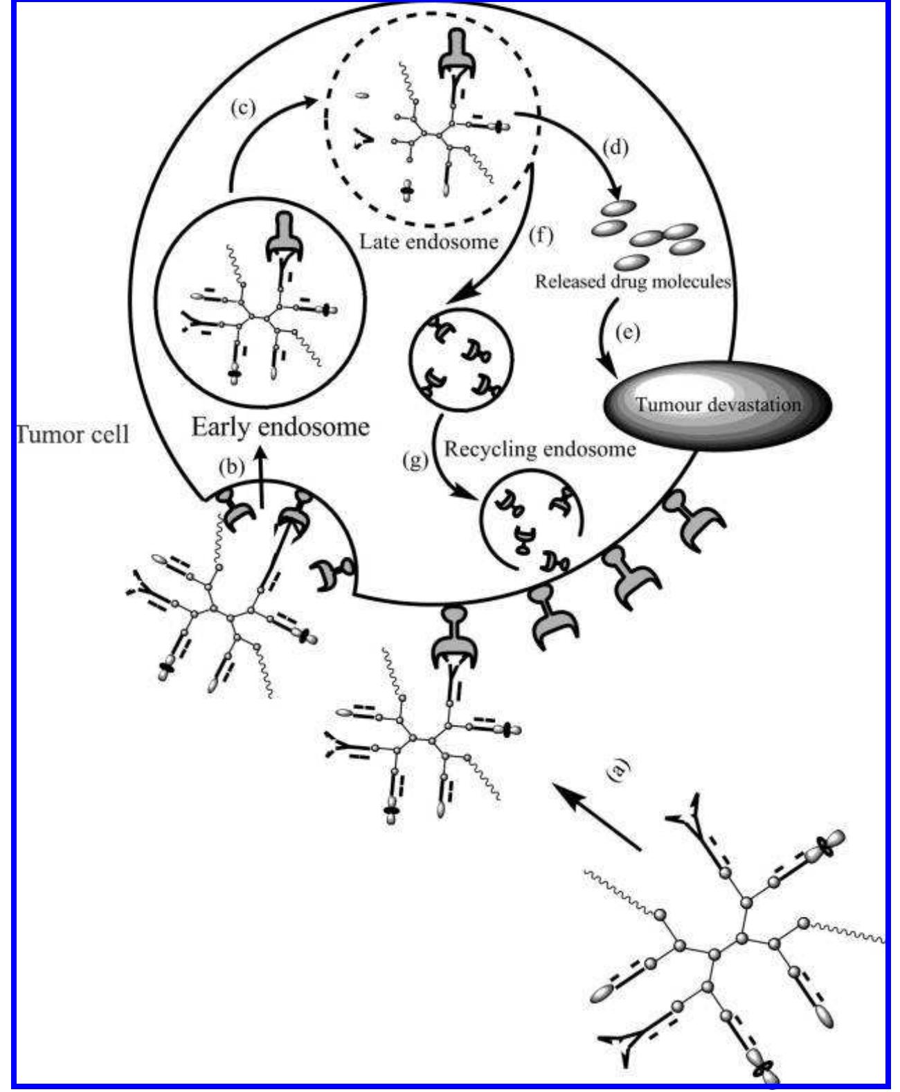 Schematic diagram showing folate receptor-mediated delivery