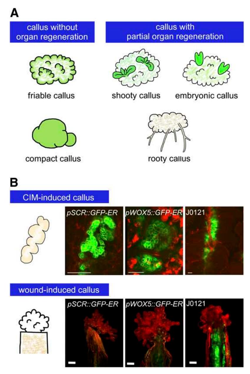 Schematic illustration of various types of plant callus.