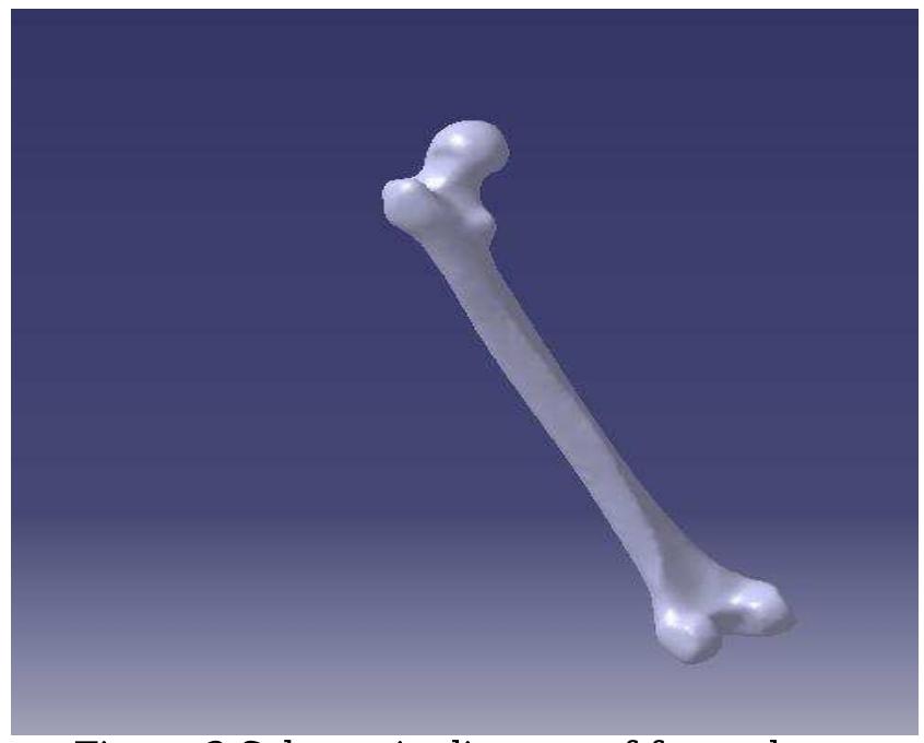 Figure 2 - from Modelling and static analysis of femur bone