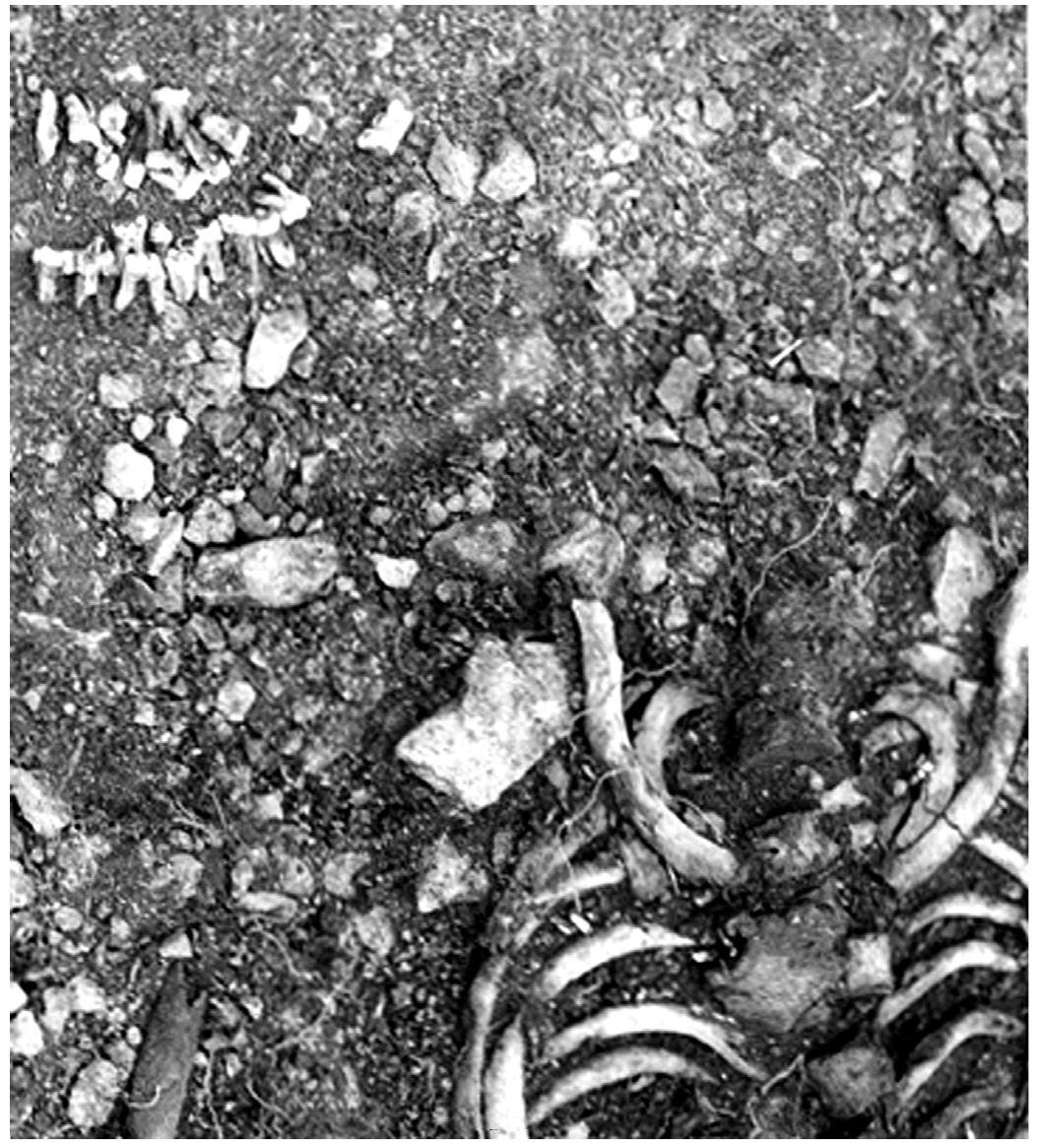 Vertical photograph of grave 6. detail of the cranial area