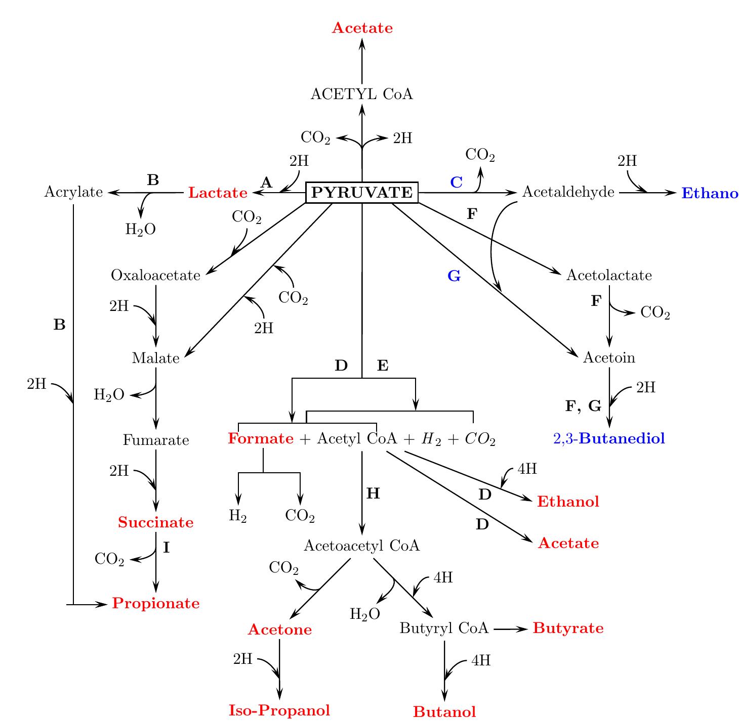 Pyruvate is first stage of decomposition of glucose in beer