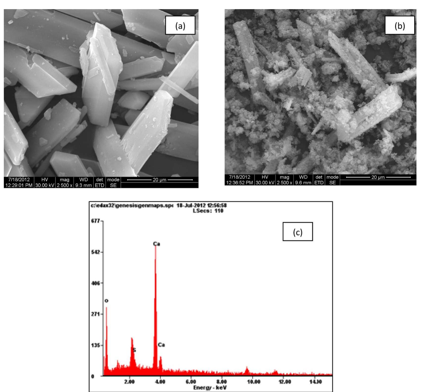 Scanning electron microscopy images of (a) calcium