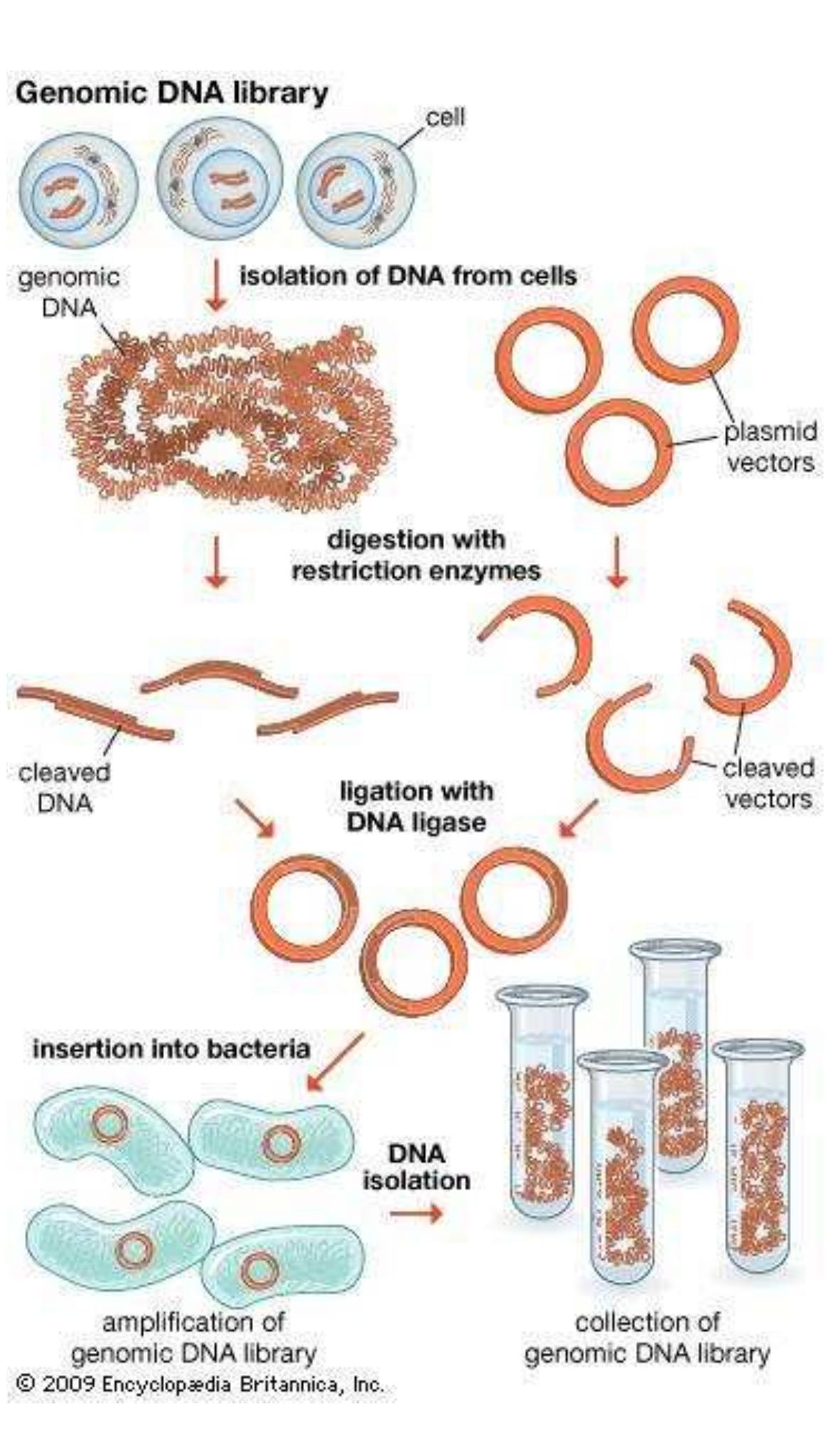Figure 4 - Stpes involved in rDNA technology - Insulin,