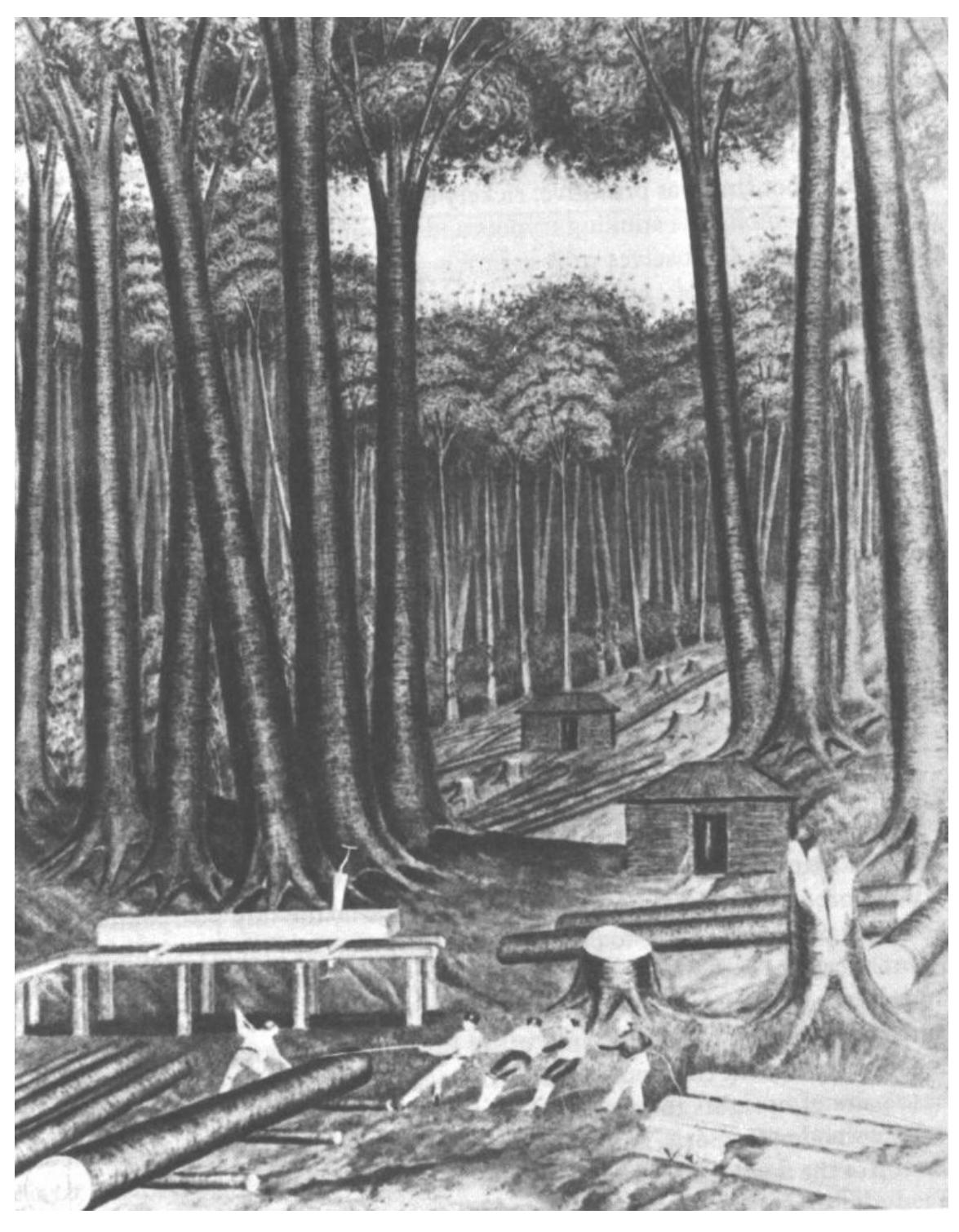 Figure 6 - Timber-getting in the Forest: an archaeological