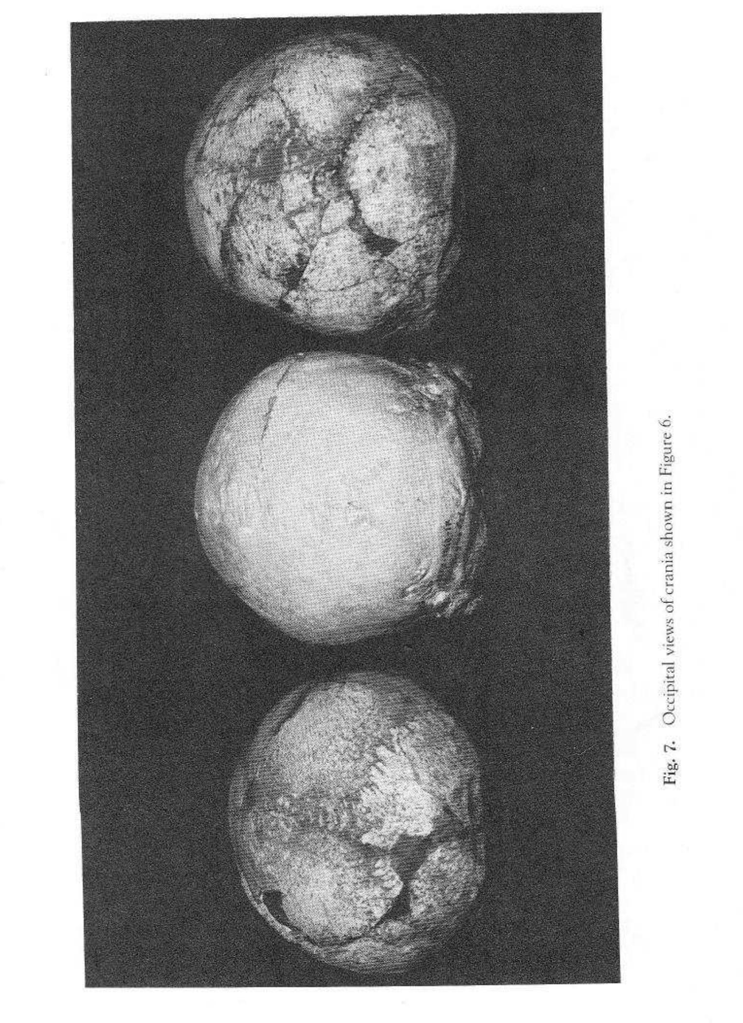 Figure 7 - The origin of Anatomically Modern Humans in