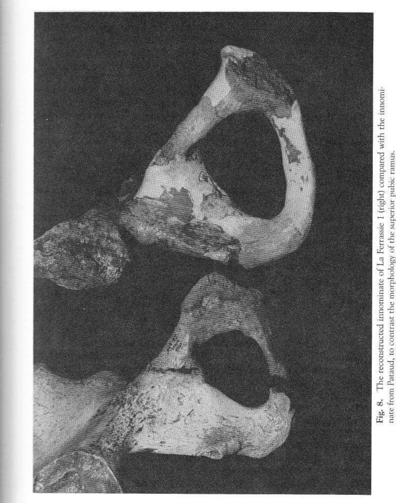 Figure 8 - The origin of Anatomically Modern Humans in