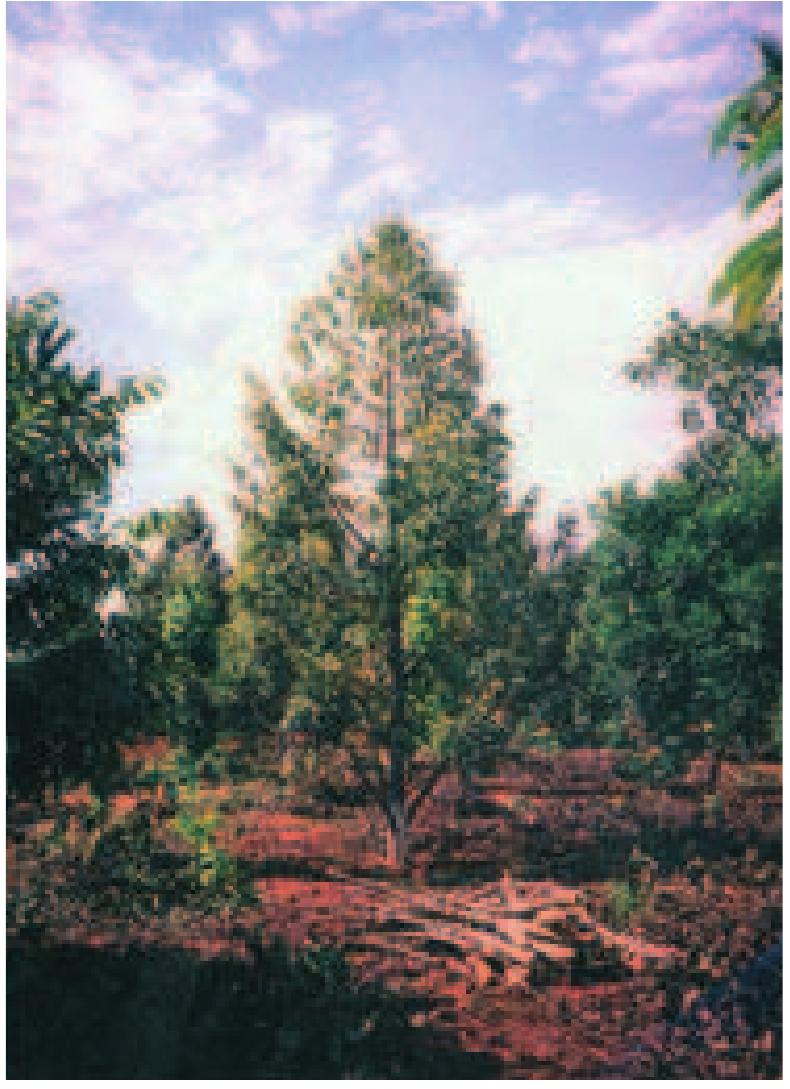 1.1 shape of the mature durian tree, showing the tall,