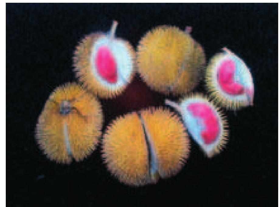 2.3. fruit of durio graveolens.