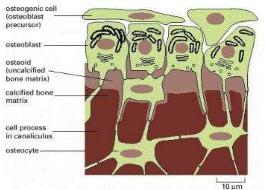 schematic representation of the deposition of bone matrix
