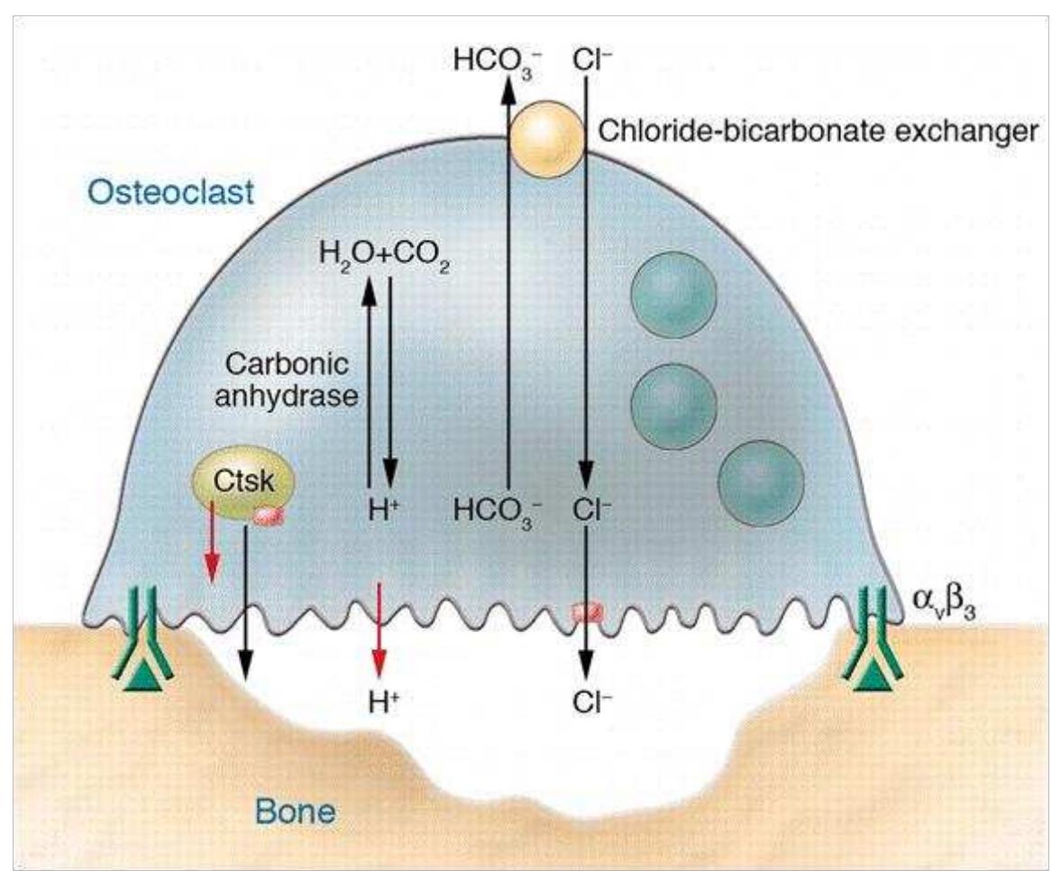 schematic representation of the mechanism of osteoclastic
